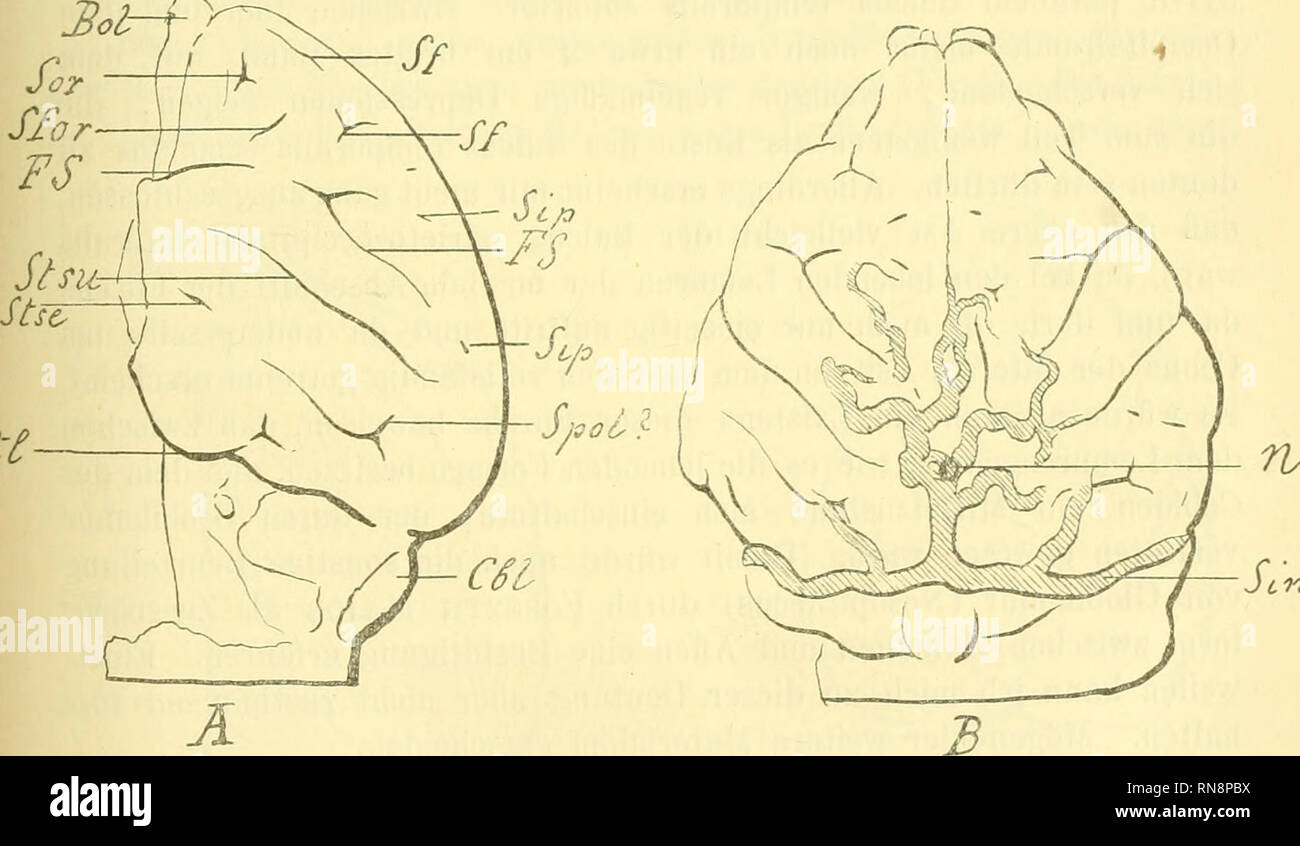 . Anatomischer Anzeiger. Anatomy, Comparative; Anatomy, Comparative ...