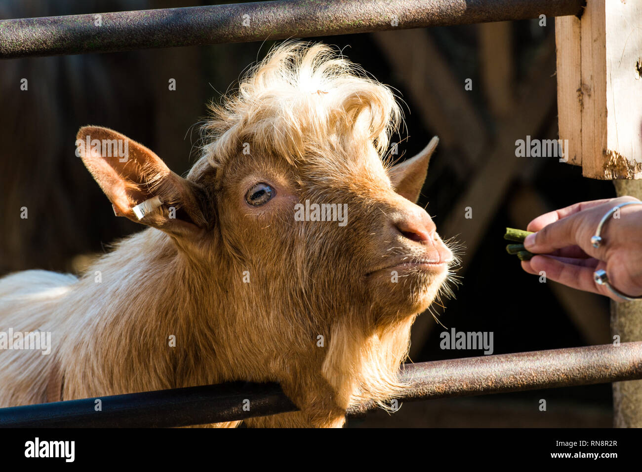 London, United Kingdom - October 21, 2018: Mudchute Farm. Largest city ...