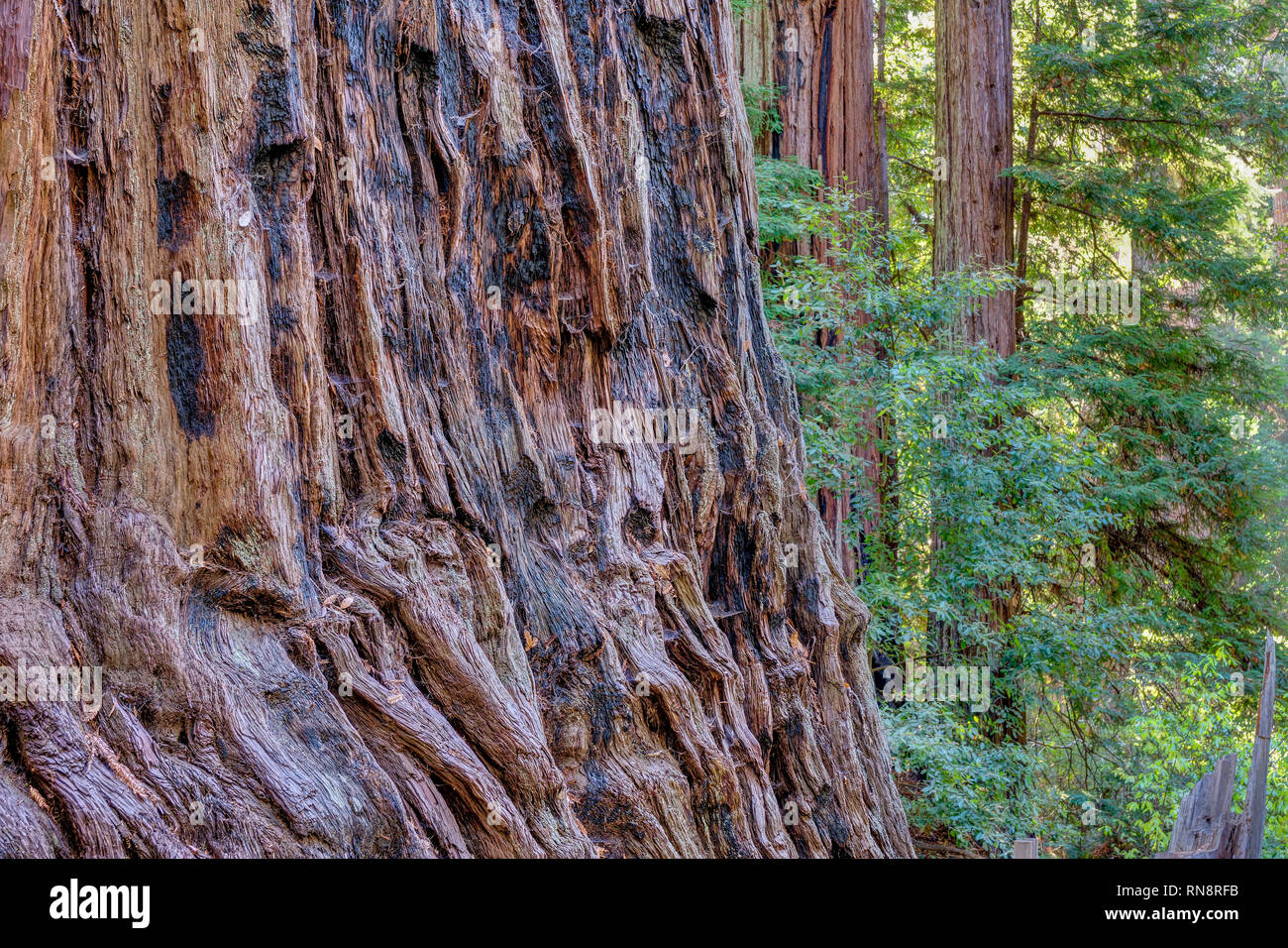 Giant redwood forest at Big Basin State Park, California, USA Stock ...