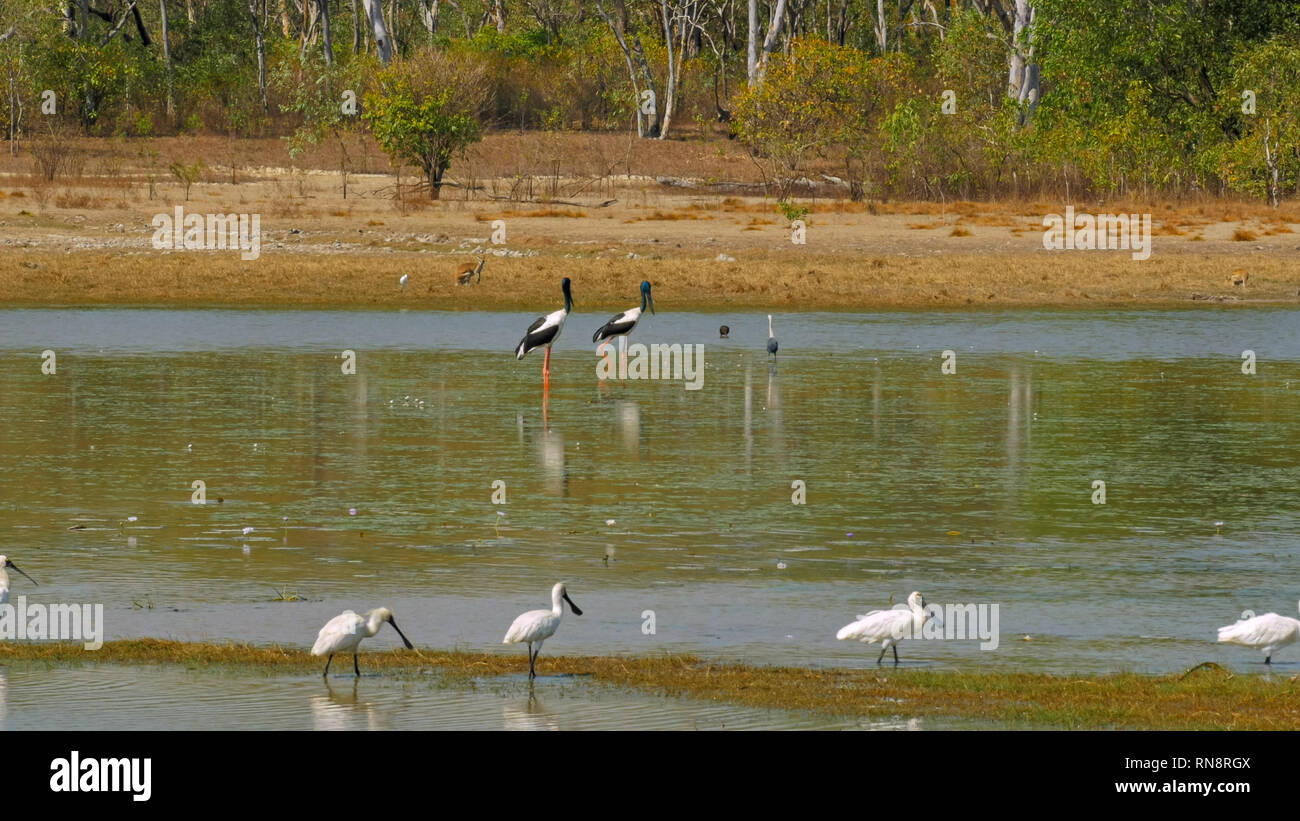 wide shot of the variety of wildlife such as kangaroo, spoonbill and ...