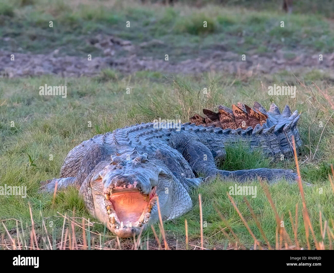 Large saltwater crocodile hi-res stock photography and images - Alamy