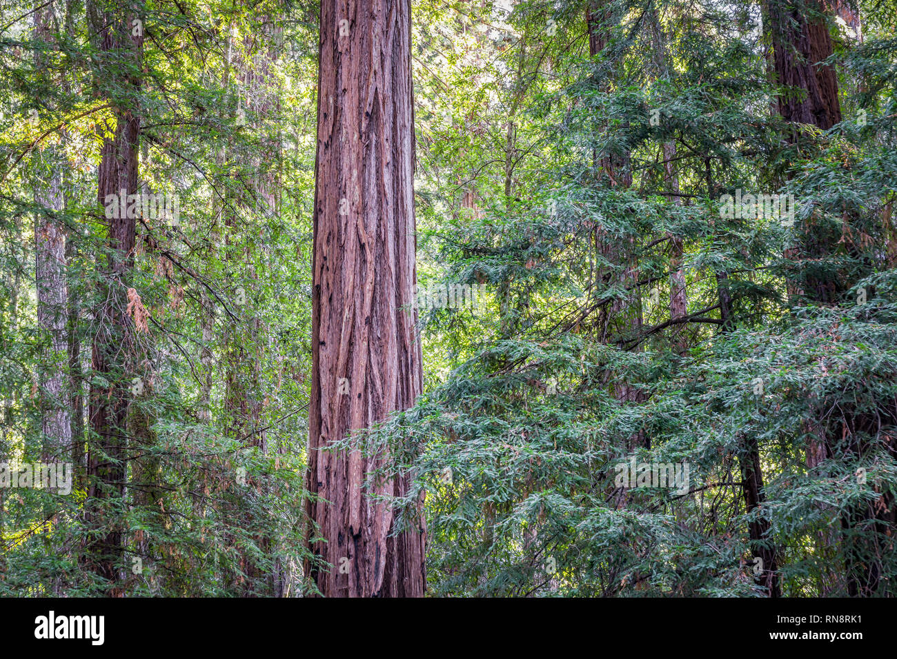 Giant redwood forest at Big Basin State Park, California, USA Stock ...