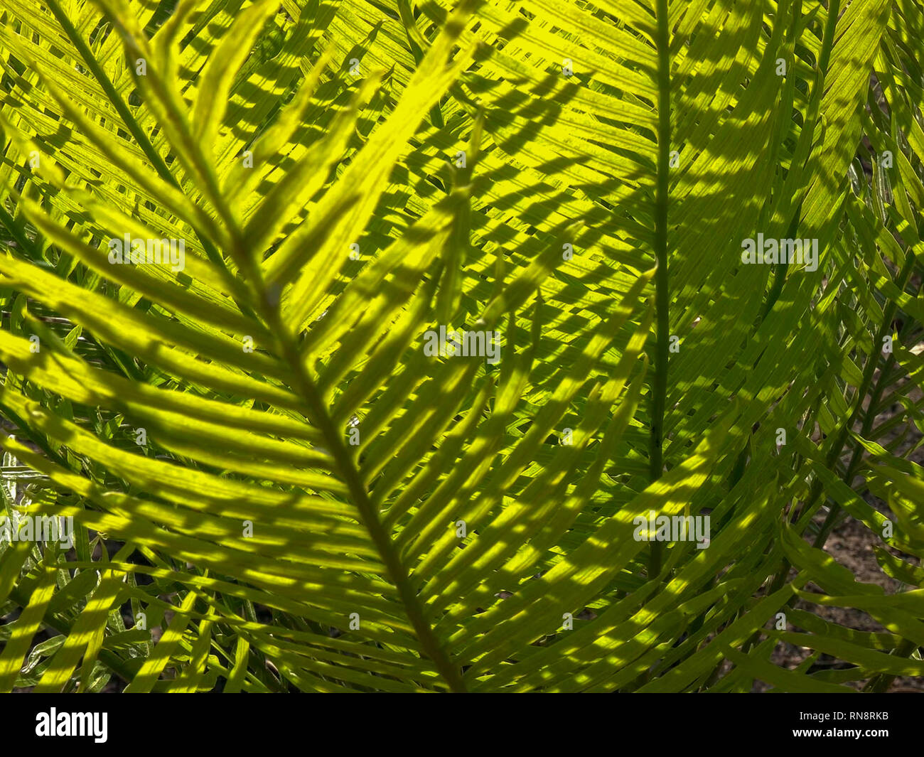 Australian Cycad High Resolution Stock Photography and Images - Alamy
