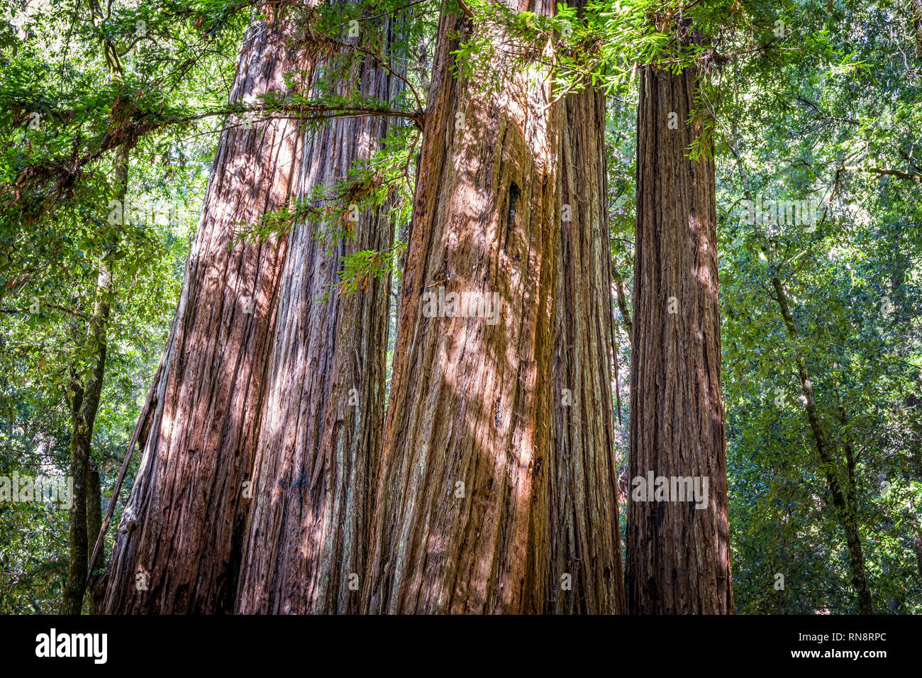 Giant redwood forest at Big Basin State Park, California, USA Stock ...