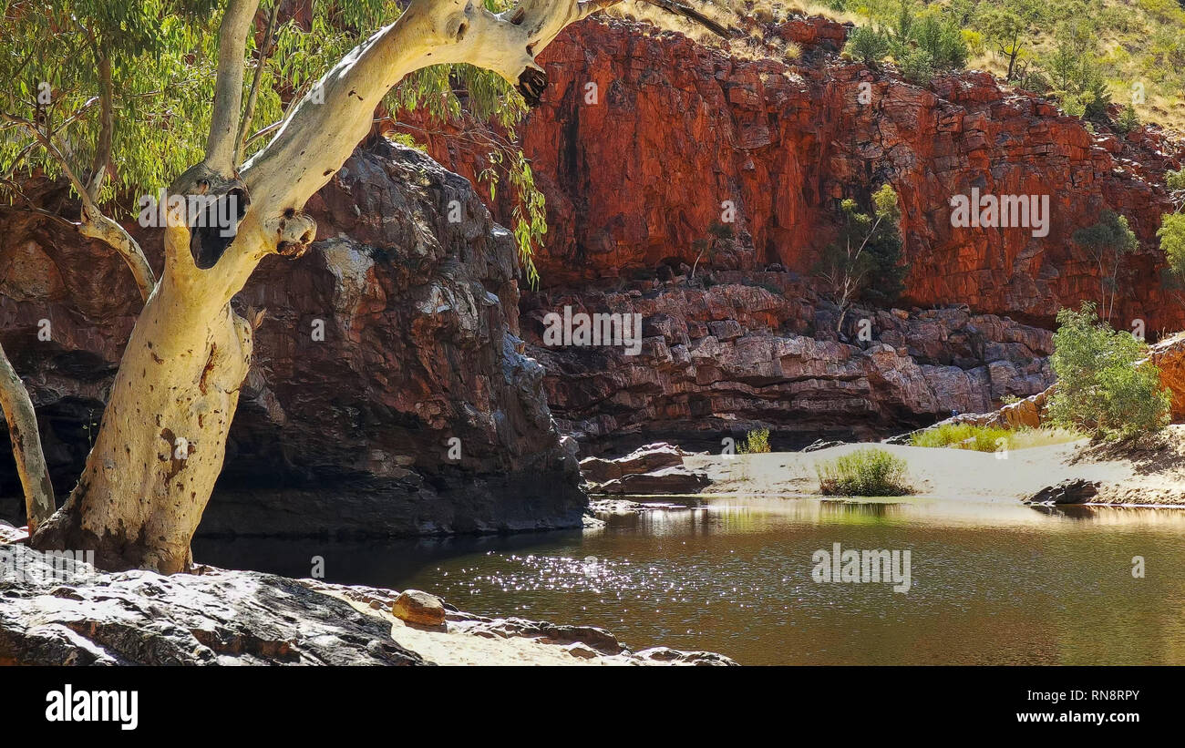 a ghost gum and sunlight on the water of ormiston gorge in the west ...