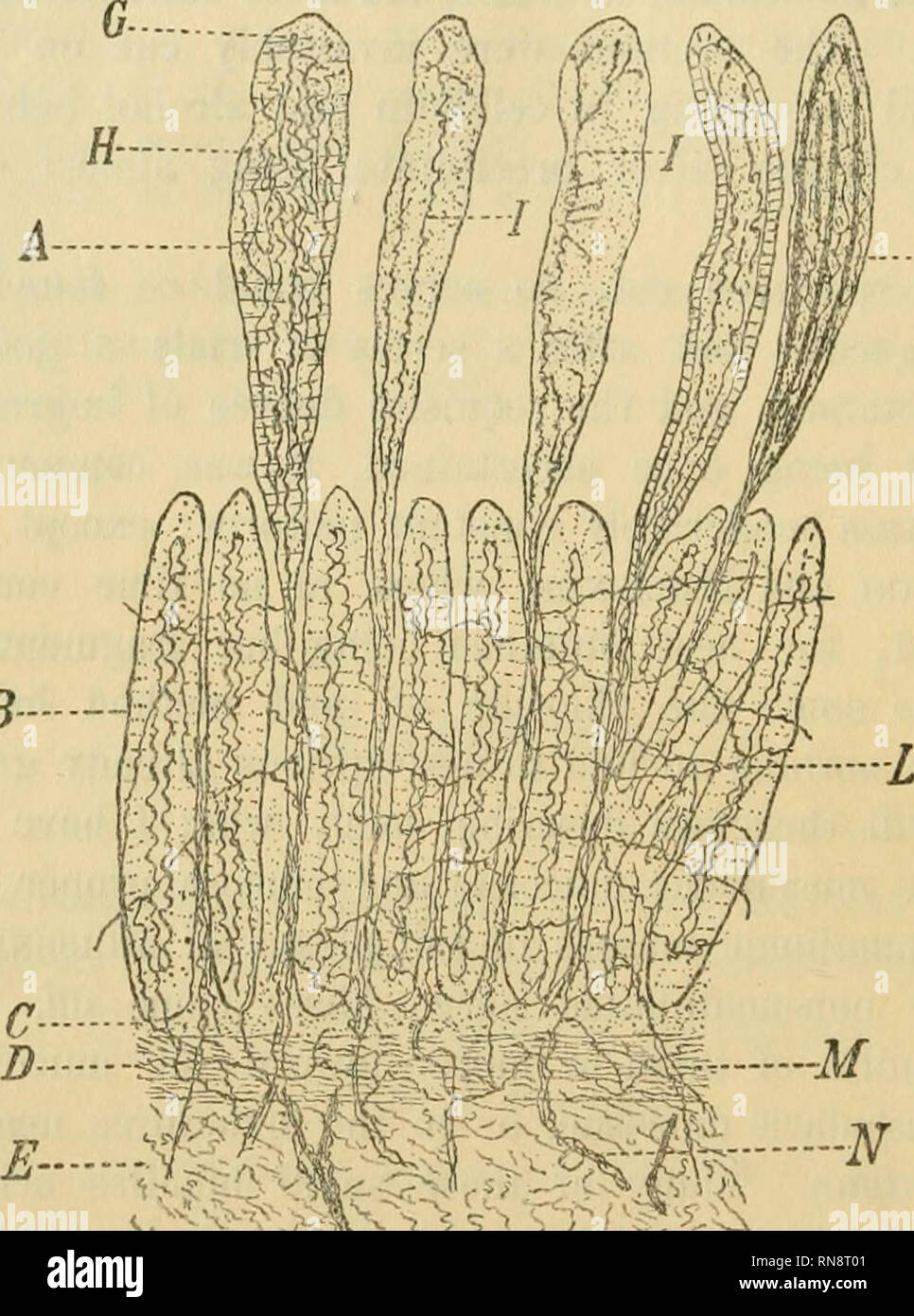 . Anatomischer Anzeiger. Anatomy, Comparative; Anatomy, Comparative. 14 ...