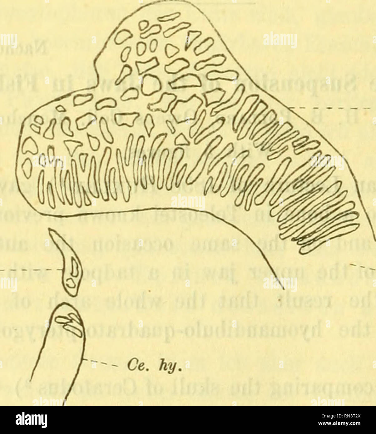 . Anatomischer Anzeiger. Anatomy, Comparative; Anatomy, Comparative. 18 ...