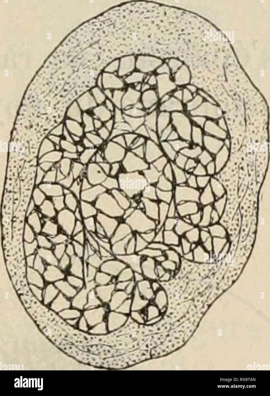 . Anatomischer Anzeiger. Anatomy, Comparative; Anatomy, Comparative ...