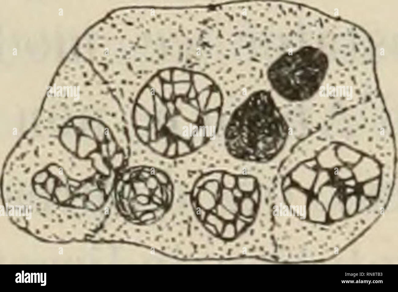 . Anatomischer Anzeiger. Anatomy, Comparative; Anatomy, Comparative ...