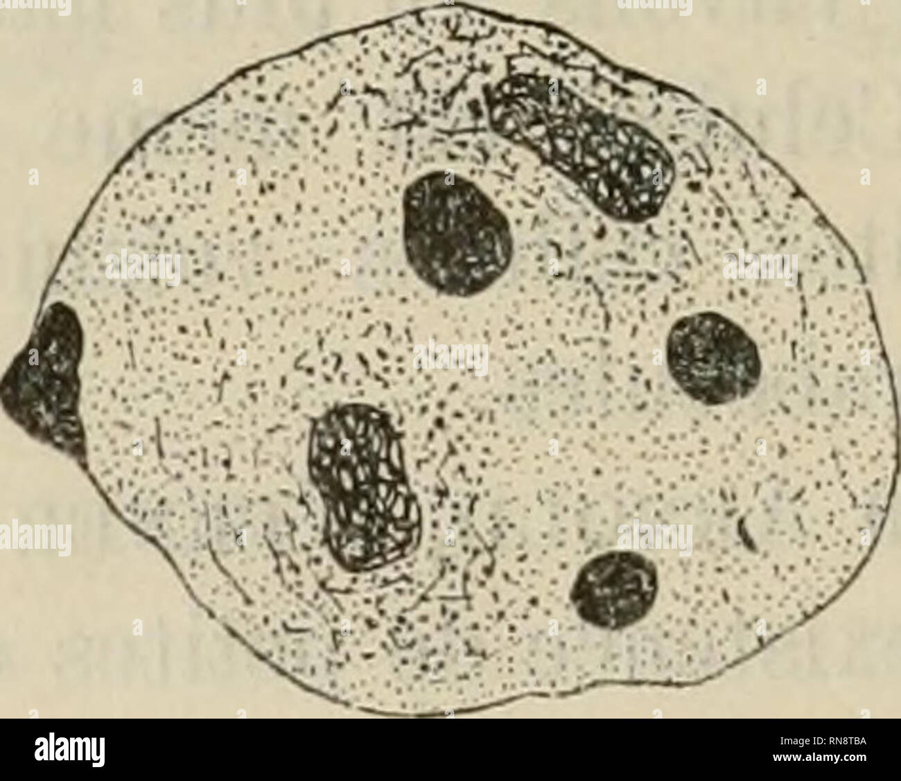 . Anatomischer Anzeiger. Anatomy, Comparative; Anatomy, Comparative ...