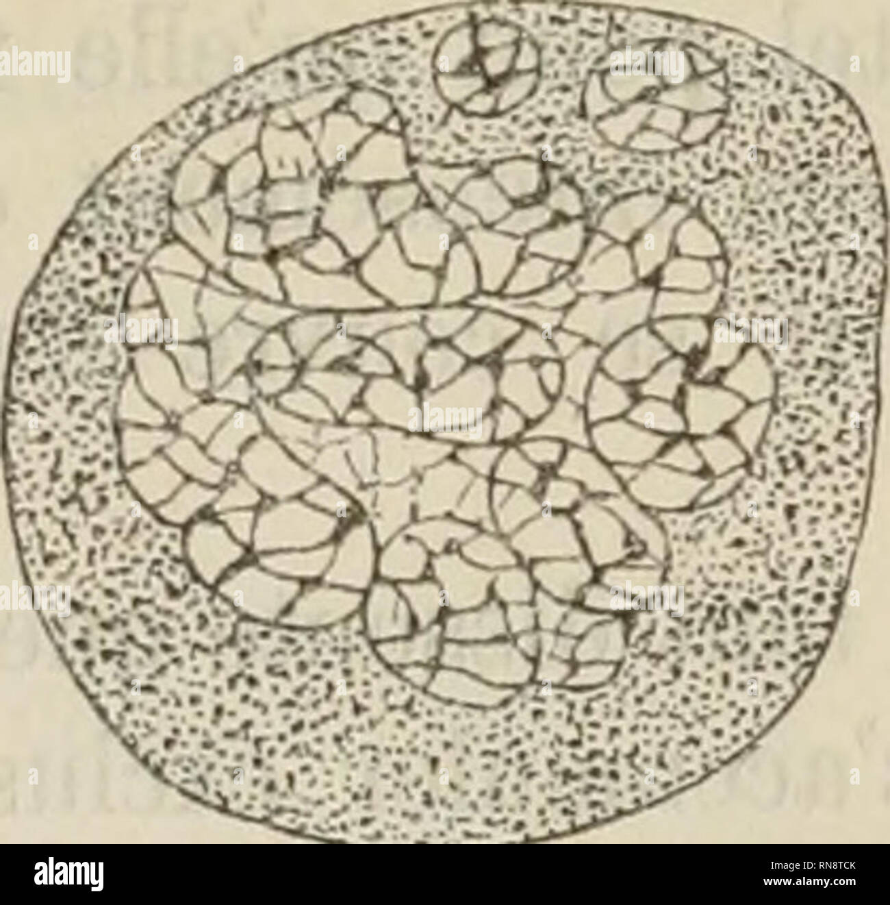 . Anatomischer Anzeiger. Anatomy, Comparative; Anatomy, Comparative ...