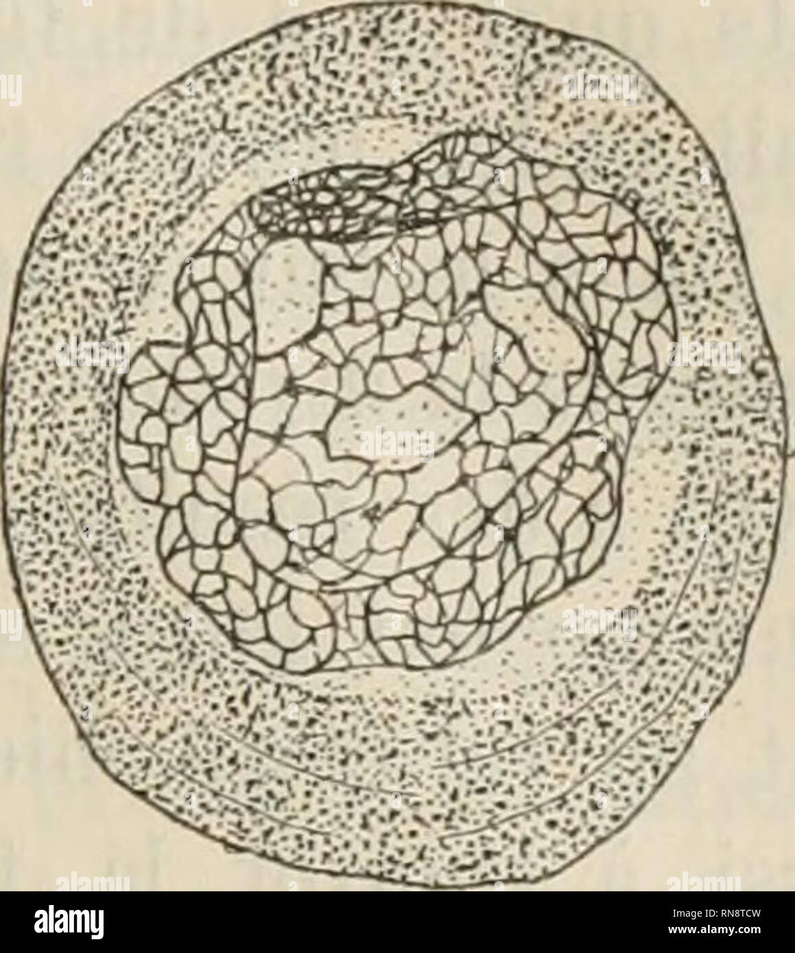Multi chromatique hi-res stock photography and images - Alamy