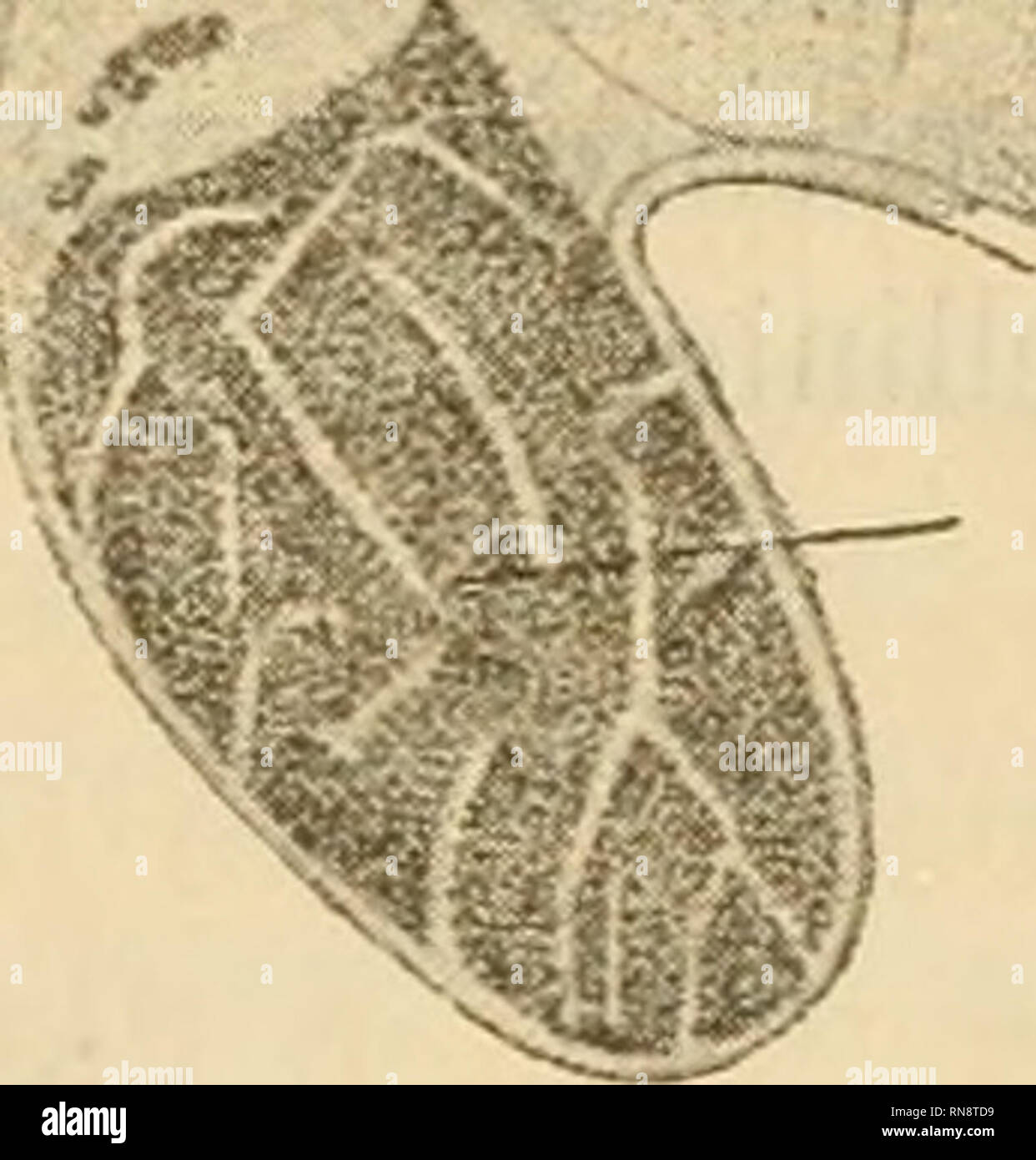 Corpus candicans hi-res stock photography and images - Alamy