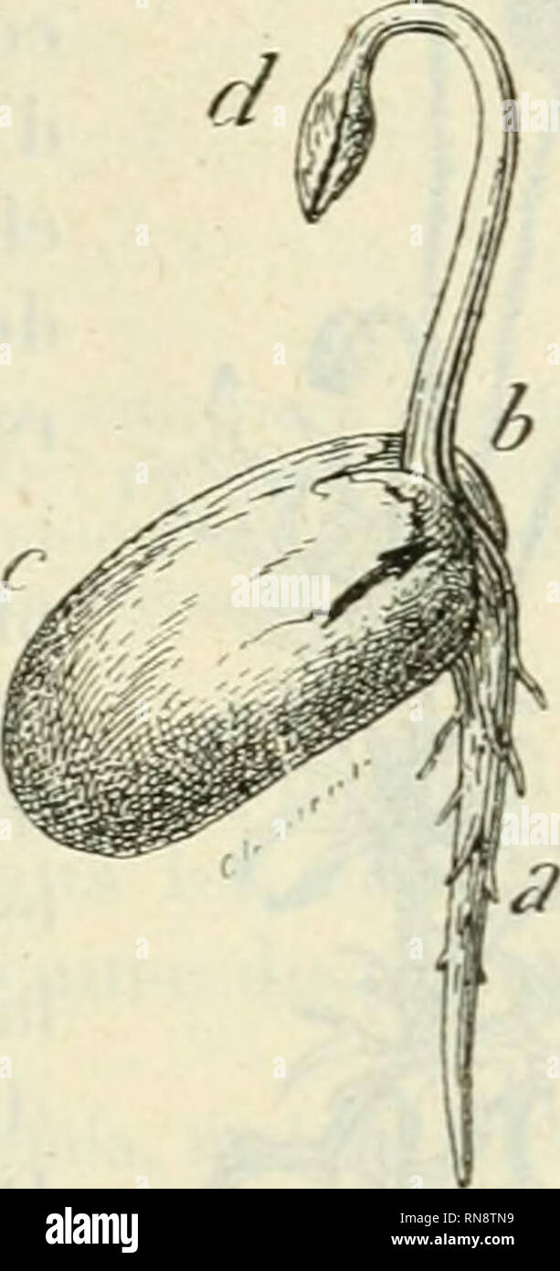 Anatomie des plantes hi-res stock photography and images - Alamy