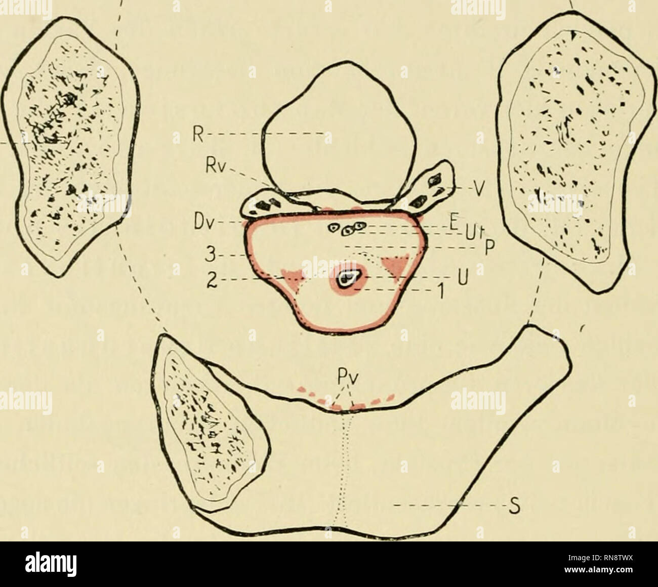 Ischii High Resolution Stock Photography and Images - Alamy