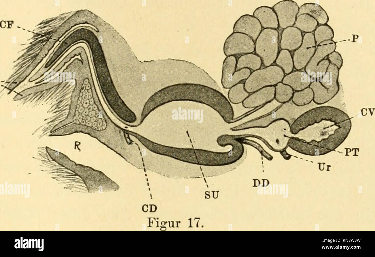 . Anatomische Hefte. Die Entwickelungsgeschichte des Urogenitalsystems ...