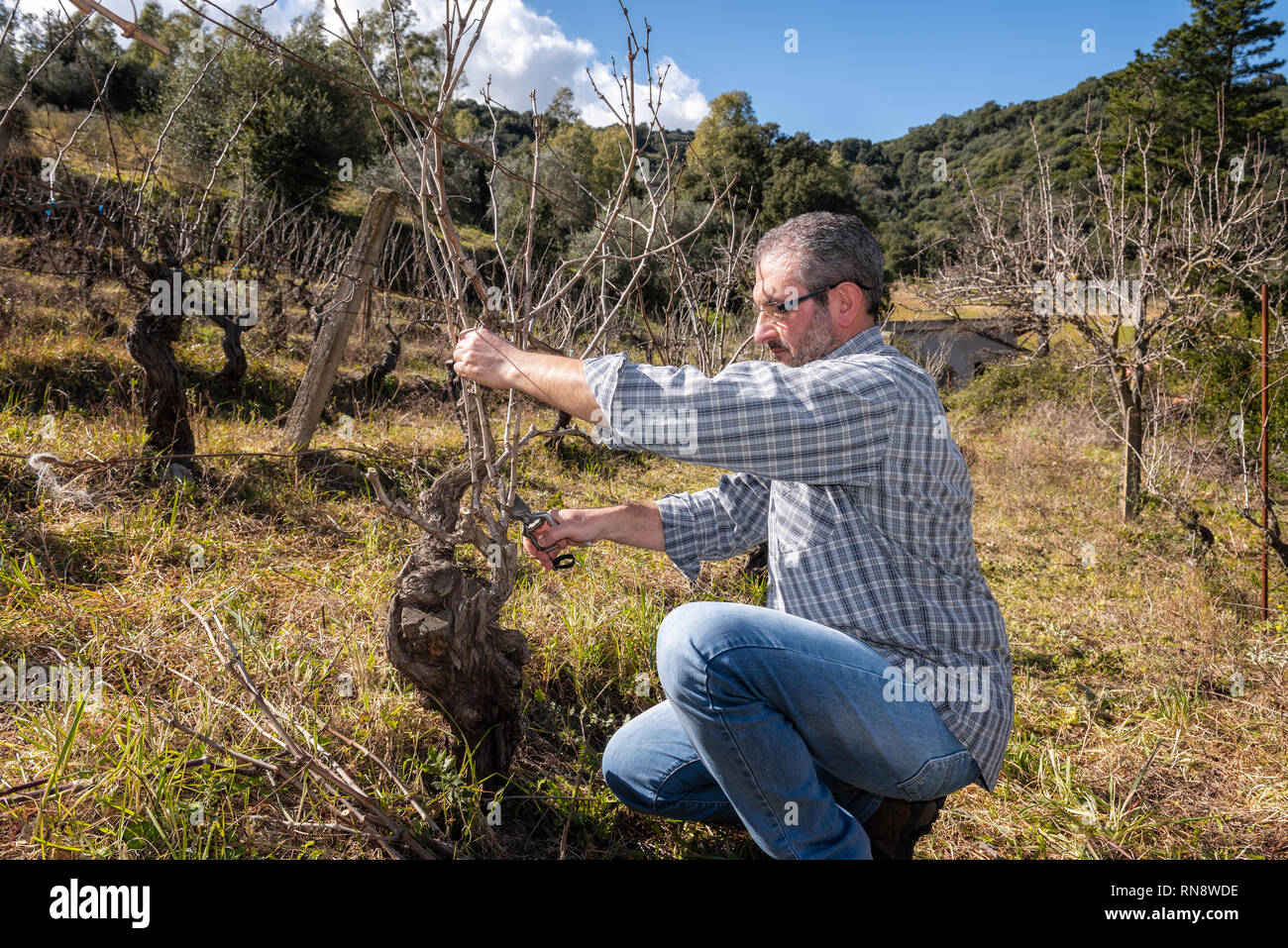 Caucasian farmer at work in an old vineyard, performs the pruning of ...