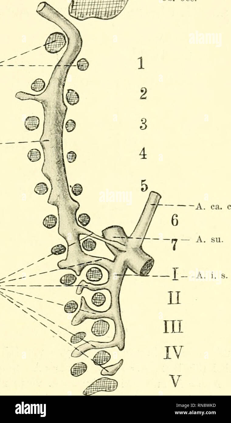 Arteria vertebralis hi-res stock photography and images - Alamy