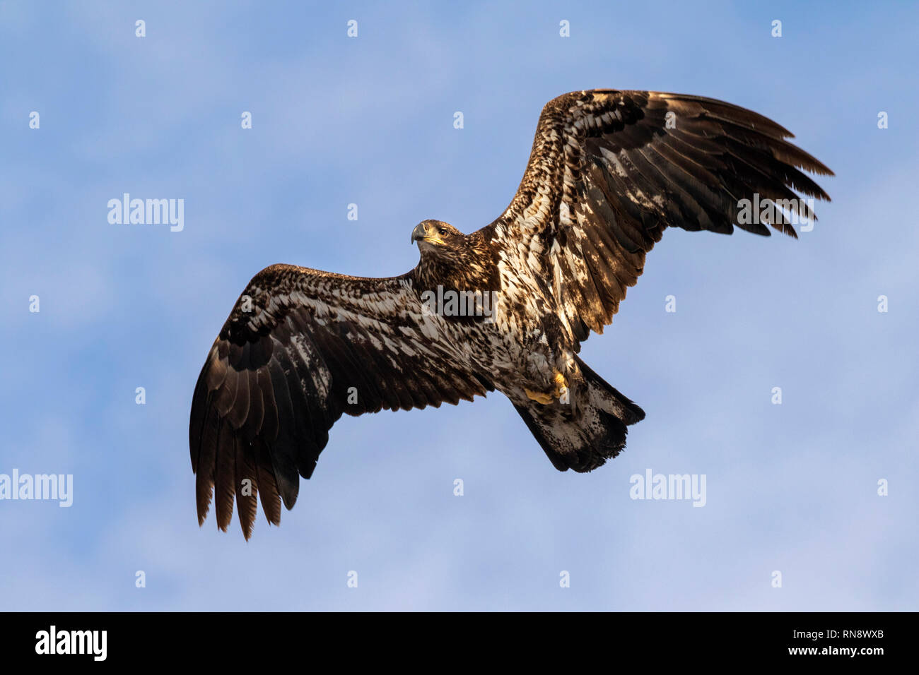 Flying eagle in blue sky hi-res stock photography and images - Alamy