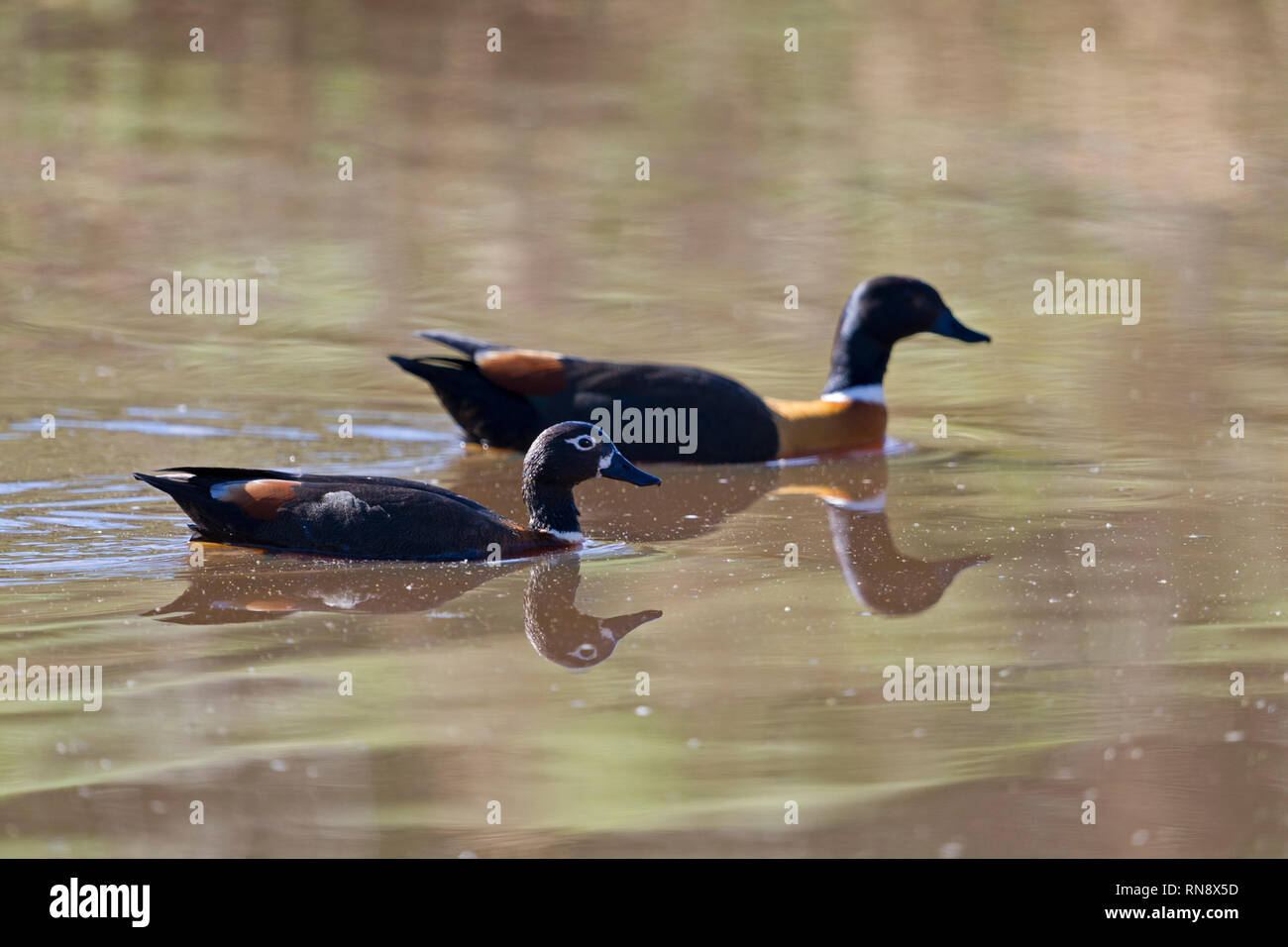 Female australian shelduck hi-res stock photography and images - Alamy