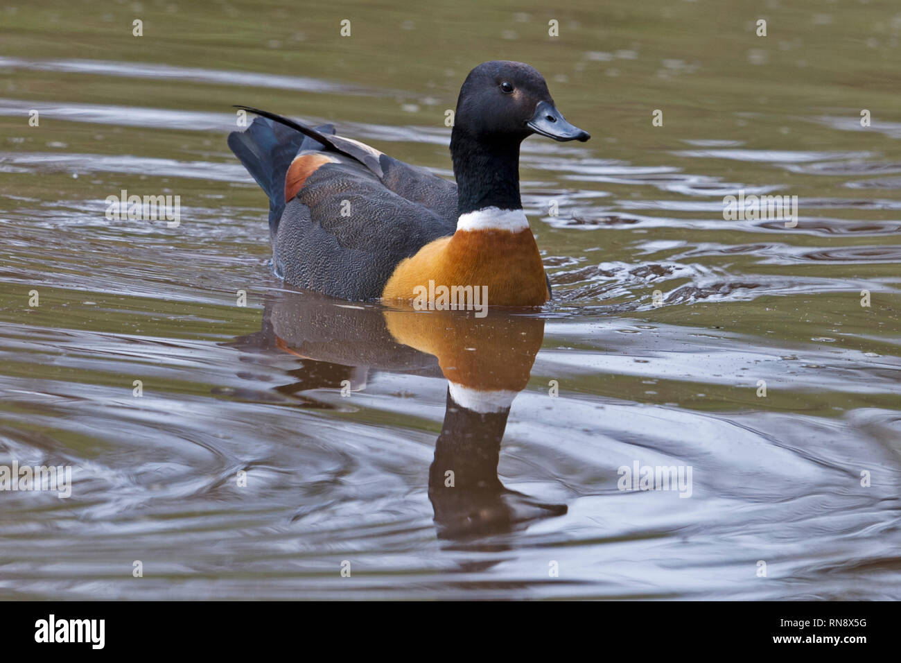 Australian shelduck hi-res stock photography and images - Alamy
