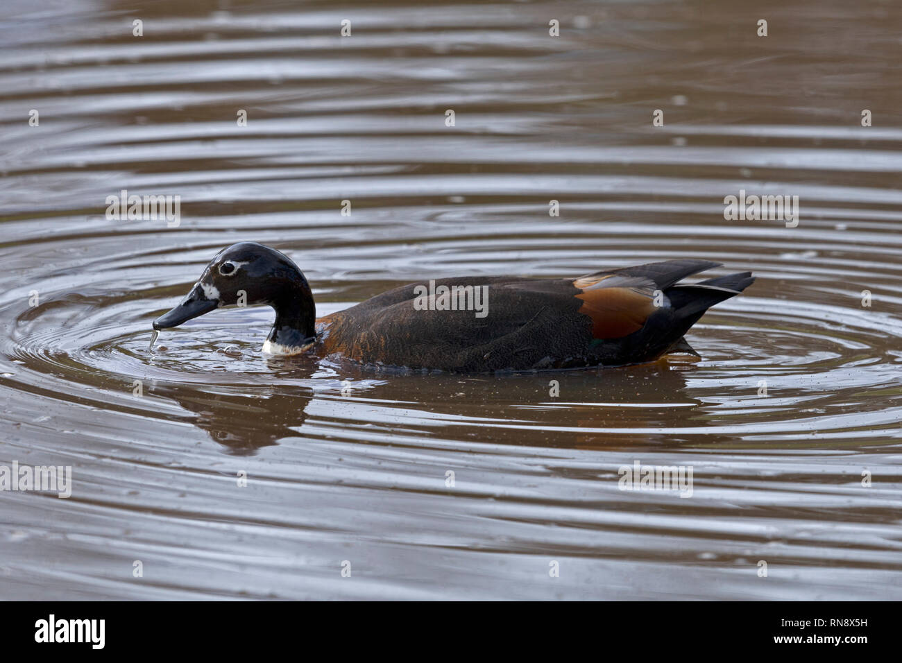 Australian shelduck hi-res stock photography and images - Alamy