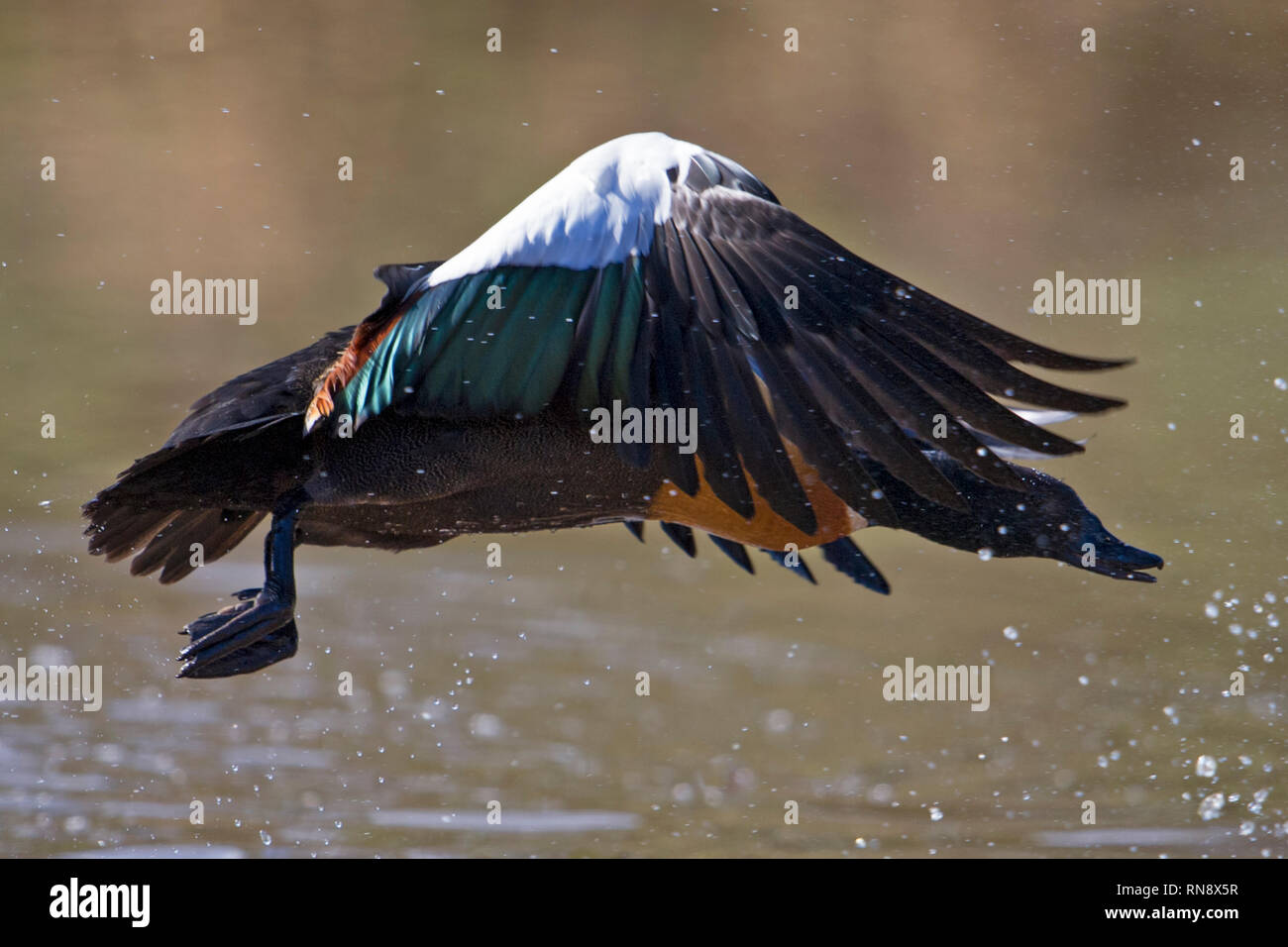 male australian shelduck tadorna tadornoides in flight wings spread ...