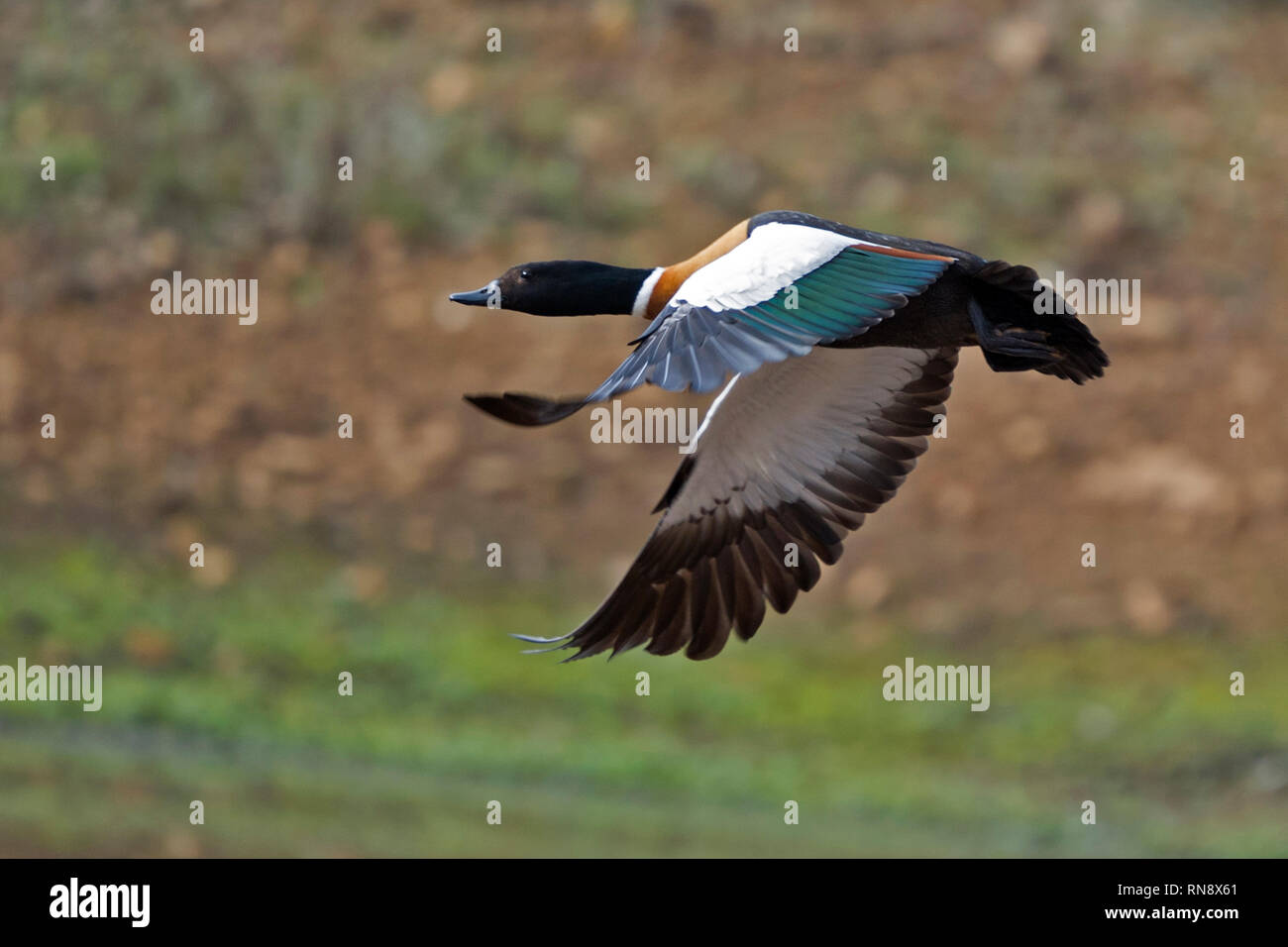 Australian shelduck hi-res stock photography and images - Alamy