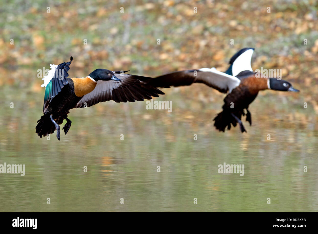 male and female australian shelduck tadorna tadornoides in flight ...