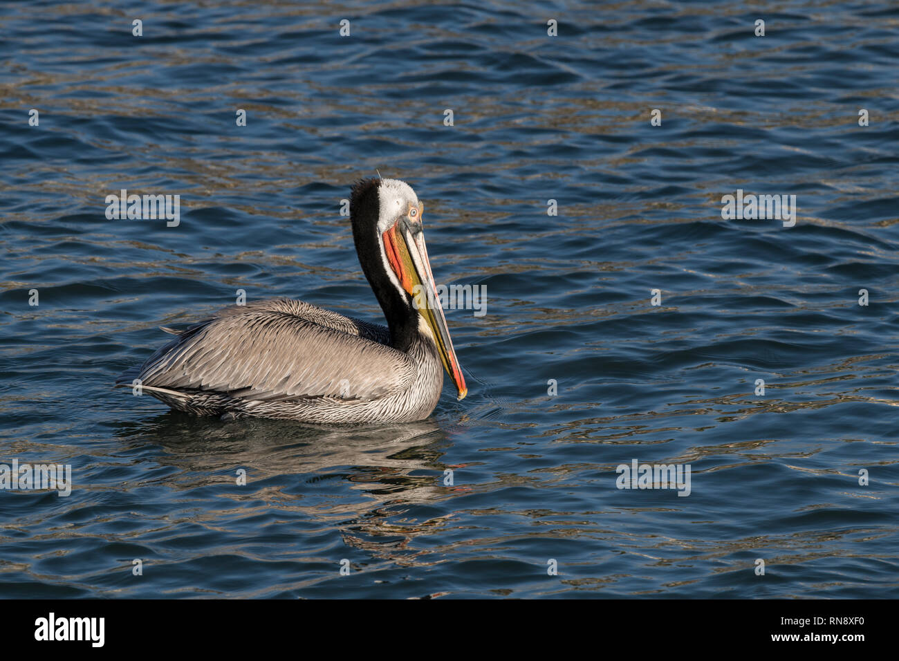 Pelicans pelican hi-res stock photography and images - Alamy