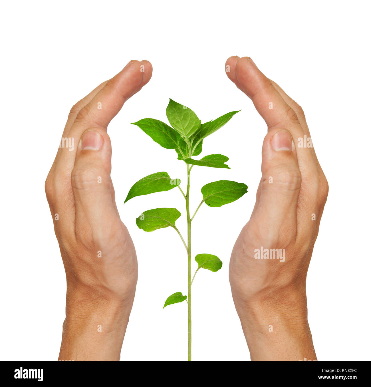 Growing green plant in a hand isolated on white background Stock Photo ...