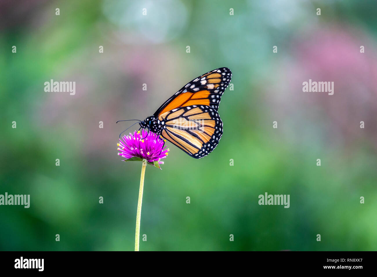 monarch butterfly or simply monarch, Danaus plexippus is milkweed ...