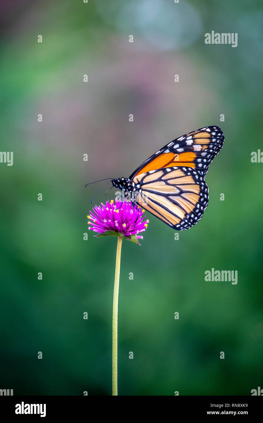 monarch butterfly or simply monarch, Danaus plexippus is milkweed ...