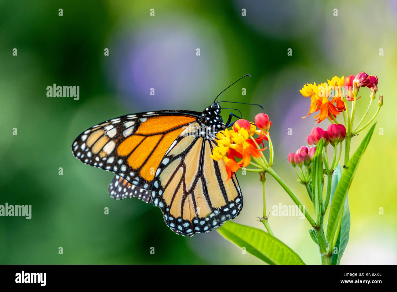 monarch butterfly or simply monarch, Danaus plexippus is milkweed ...