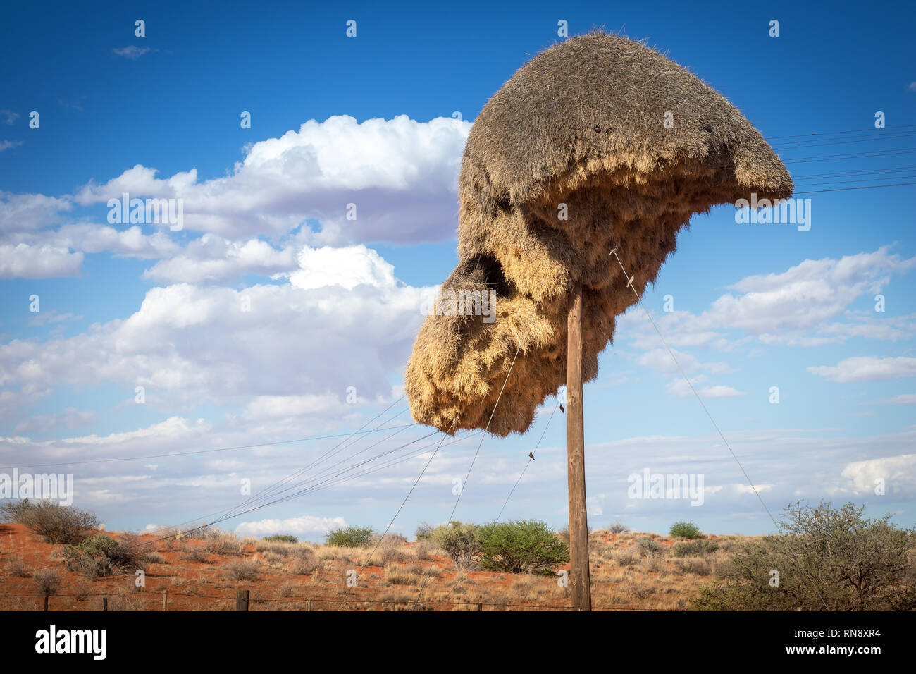 Sociable weavers bird nest hi-res stock photography and images - Alamy