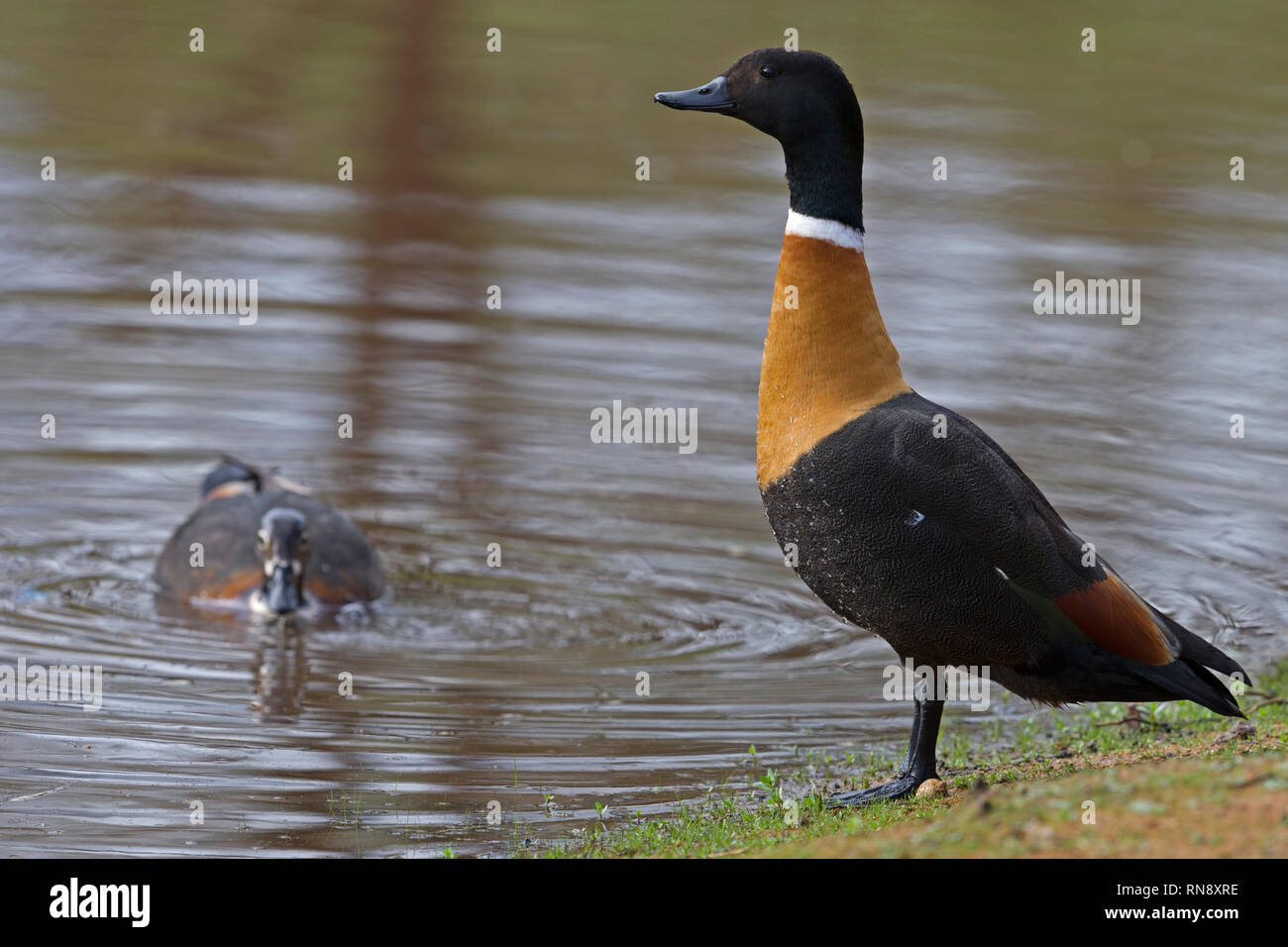 Shelduck male and female hi-res stock photography and images - Alamy