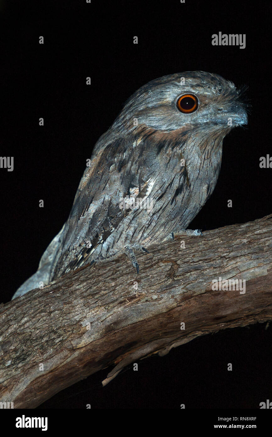 tawny frogmouth podargus strigoides sitting on tree branch at night ...