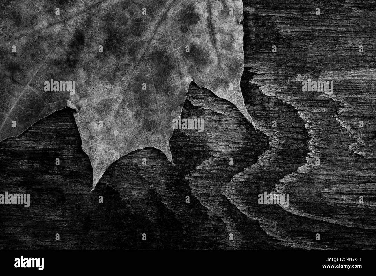 Stained maple Black and White Stock Photos & Images - Alamy