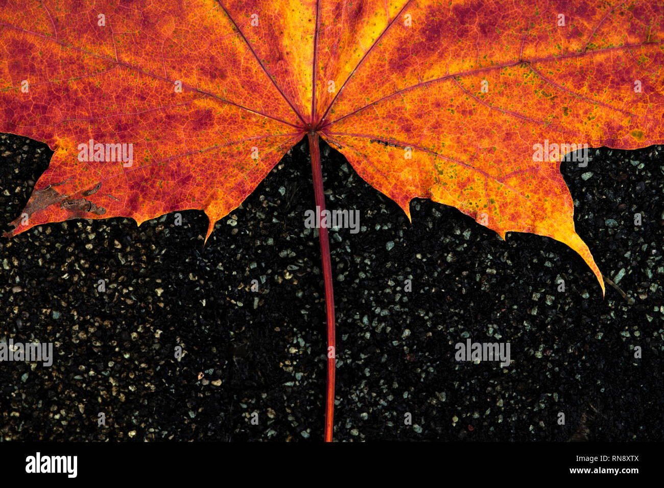 Decaying maple leaf hi-res stock photography and images - Alamy