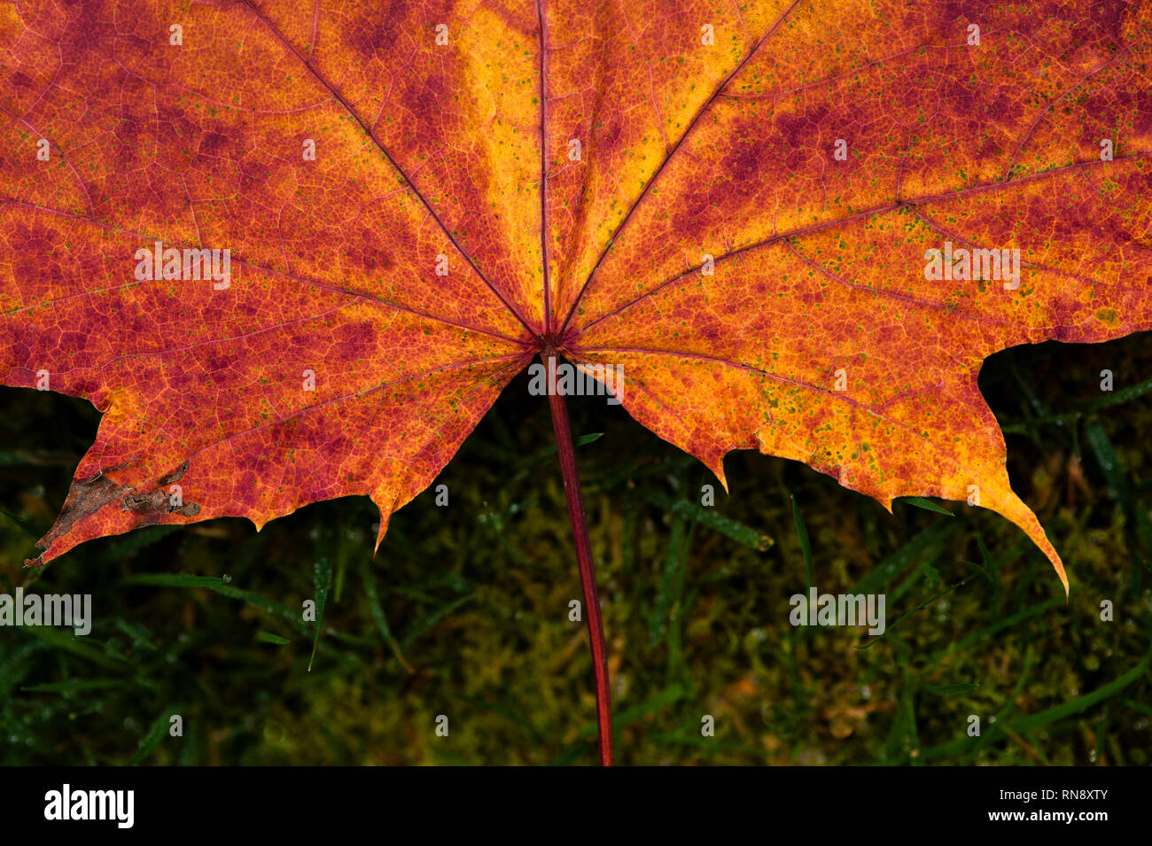 Decaying patterns hi-res stock photography and images - Alamy