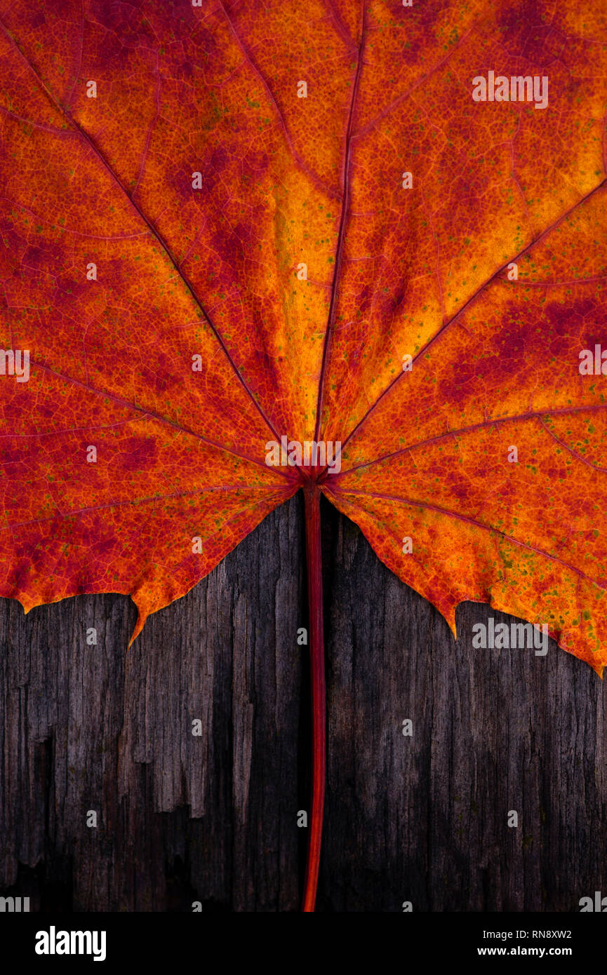 Moisture patterns hi-res stock photography and images - Alamy