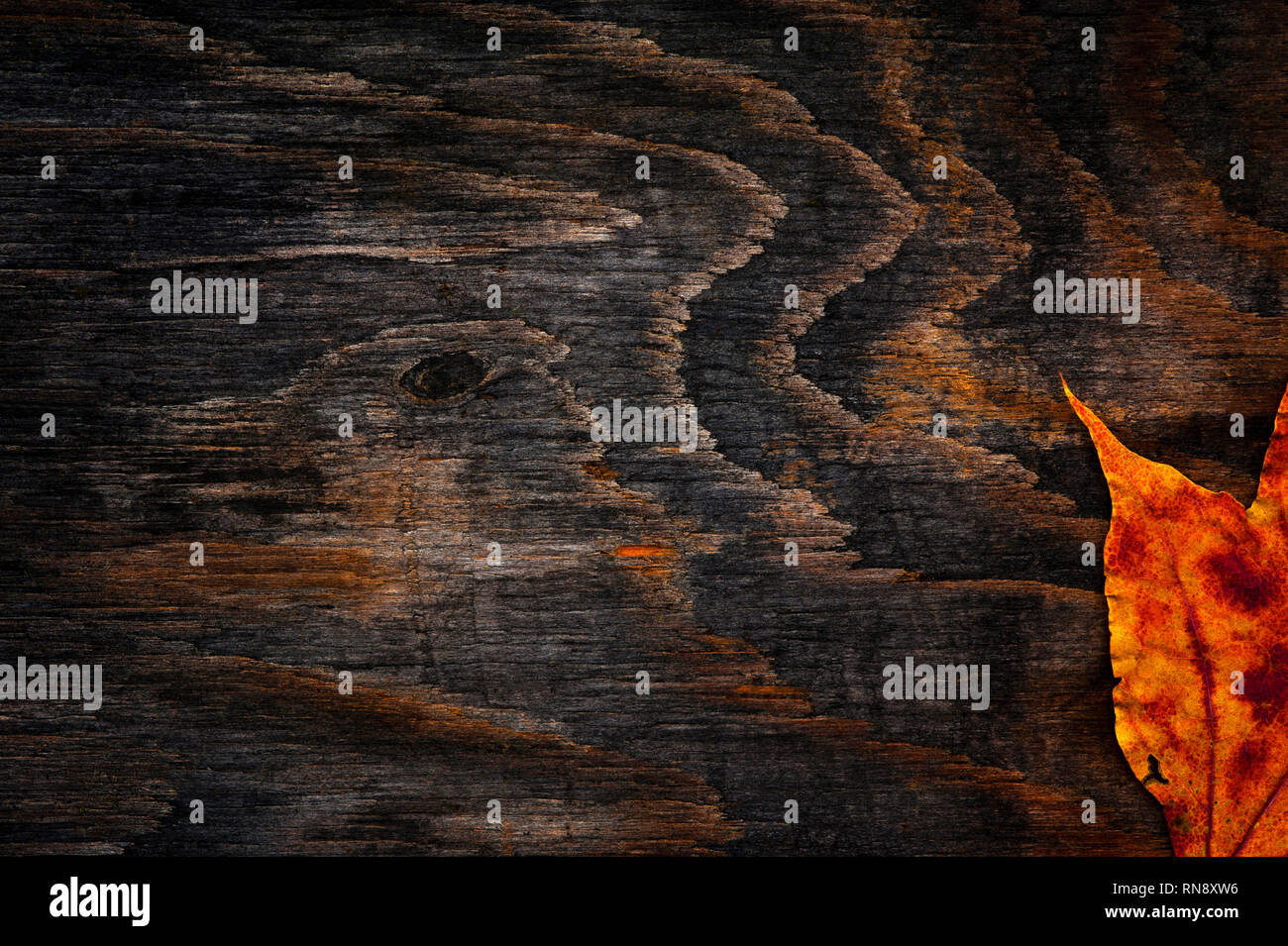 Decaying maple leaf hi-res stock photography and images - Alamy