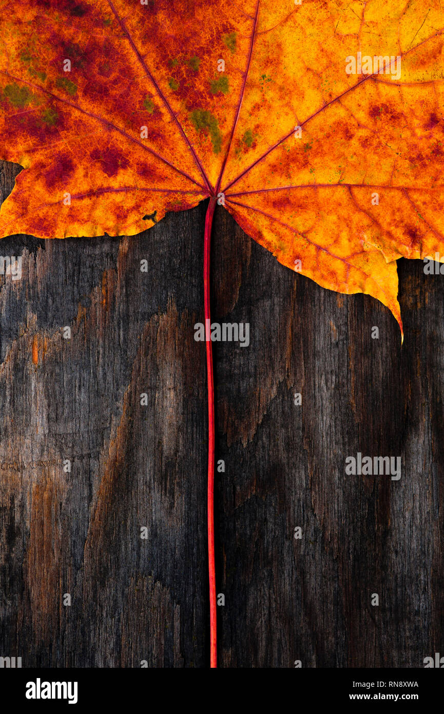 Decaying maple leaf hi-res stock photography and images - Alamy