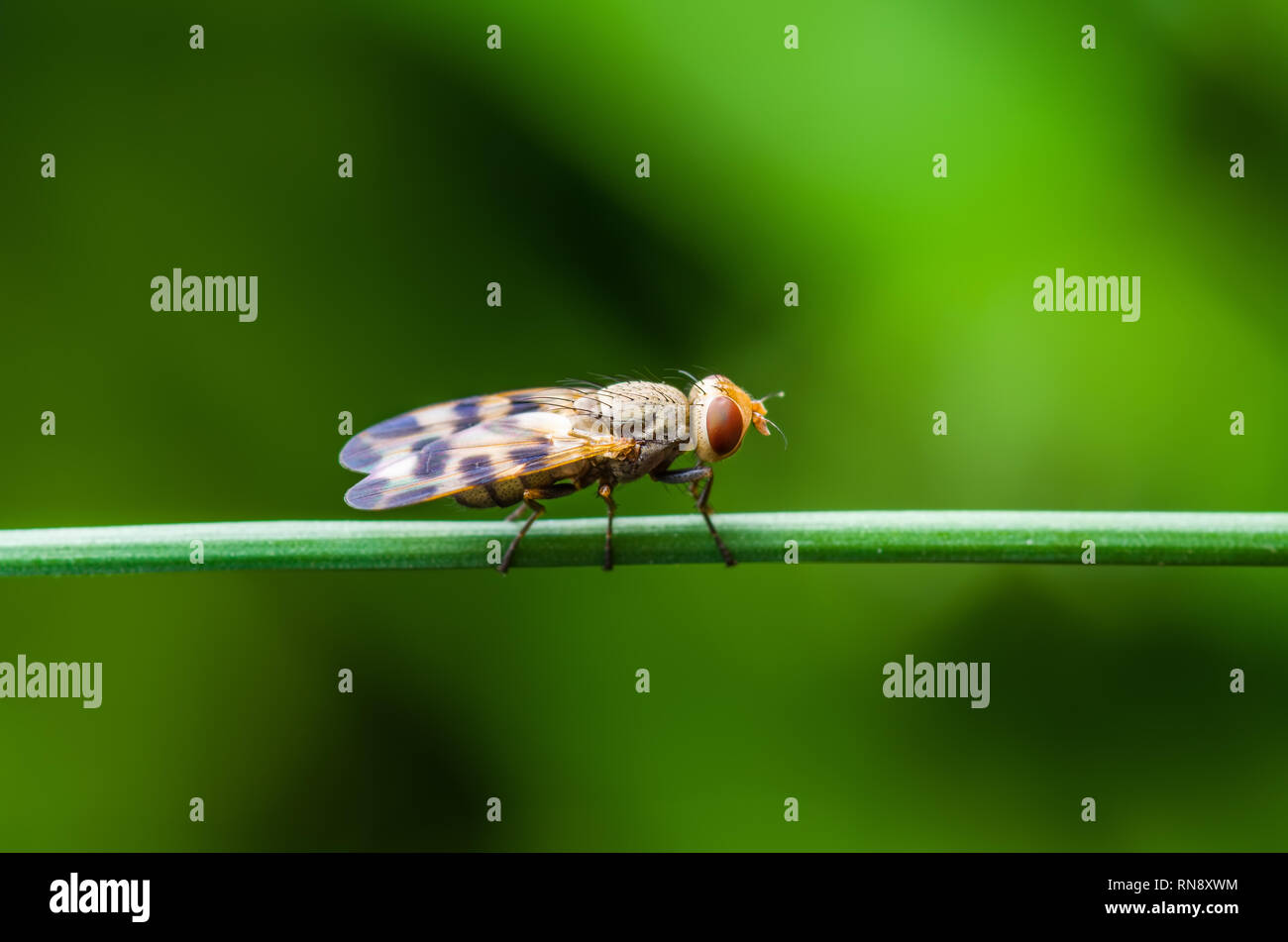 Exotic Drosophila Fruit Fly Diptera Insect on Green Grass Stock Photo ...