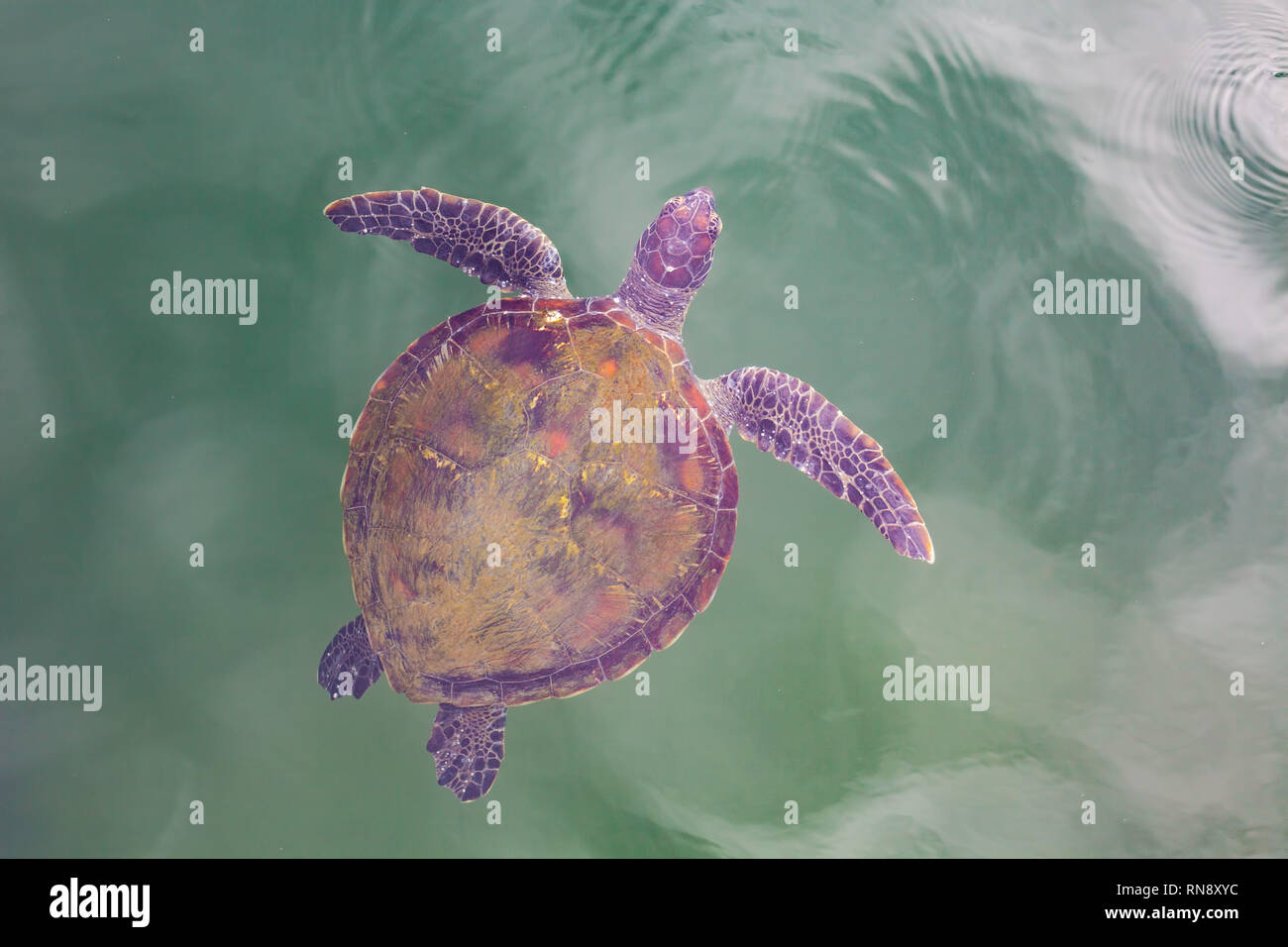 Beautiful sea turtle top view Stock Photo - Alamy