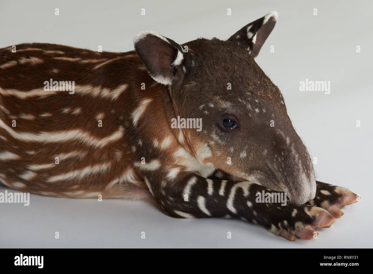 Tapir studio hi-res stock photography and images - Alamy