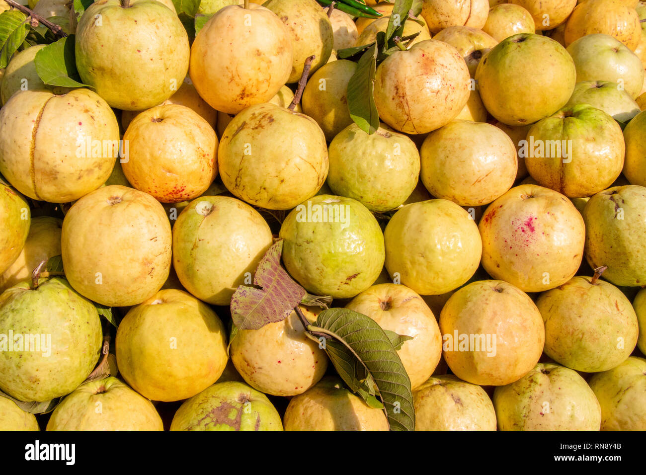 Stack of guava fruit close up view, Fresh ripped guavas in stake for ...