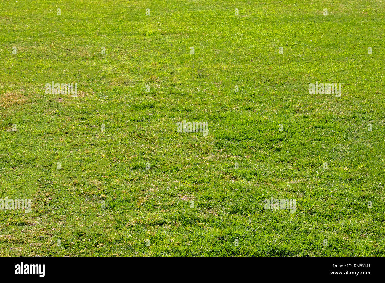 Dark green garden Lawn, Peaceful clean garden with a freshly mown lawn ...