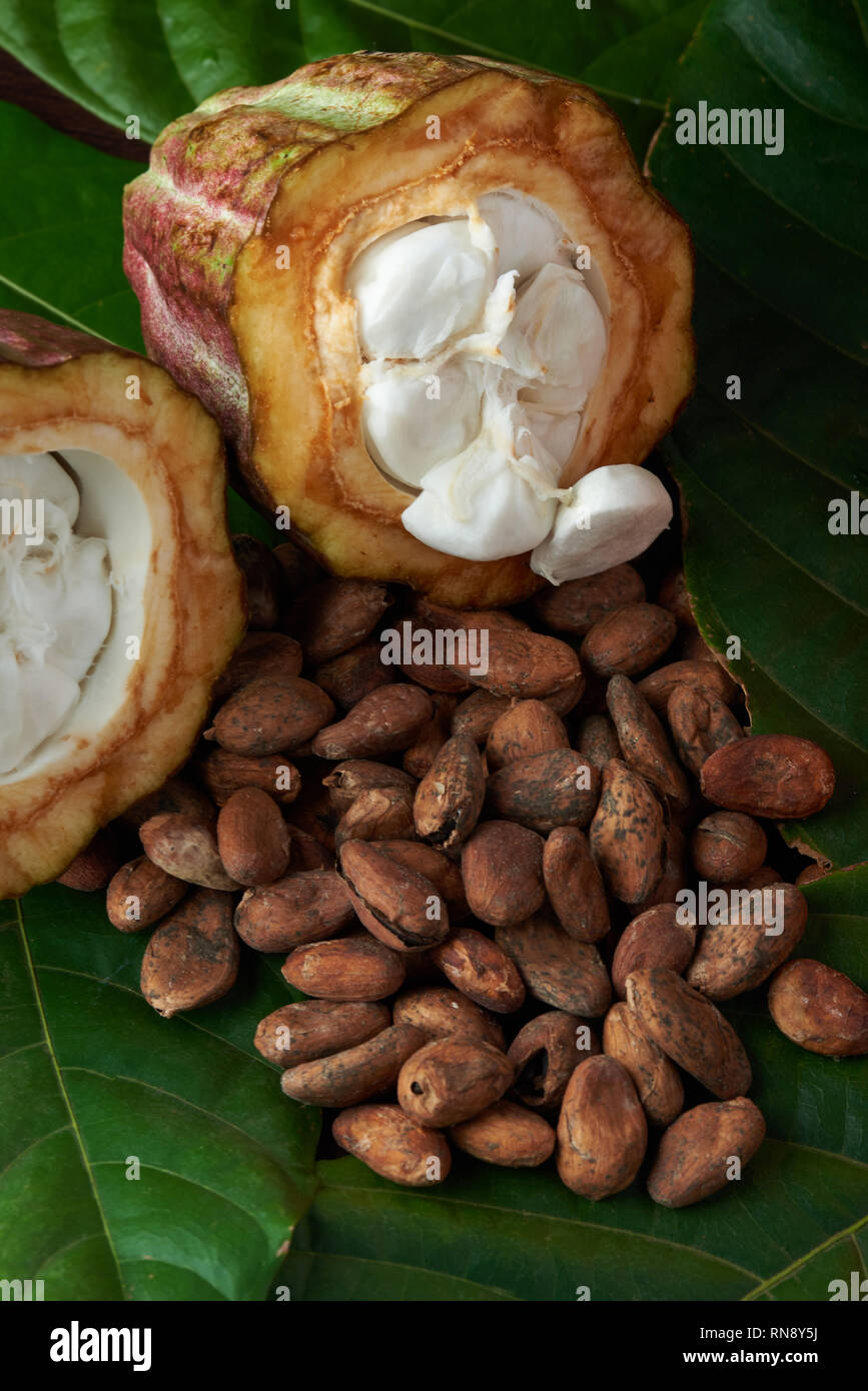 Dry cocoa beans with fresh open cacao pod on natural background Stock ...