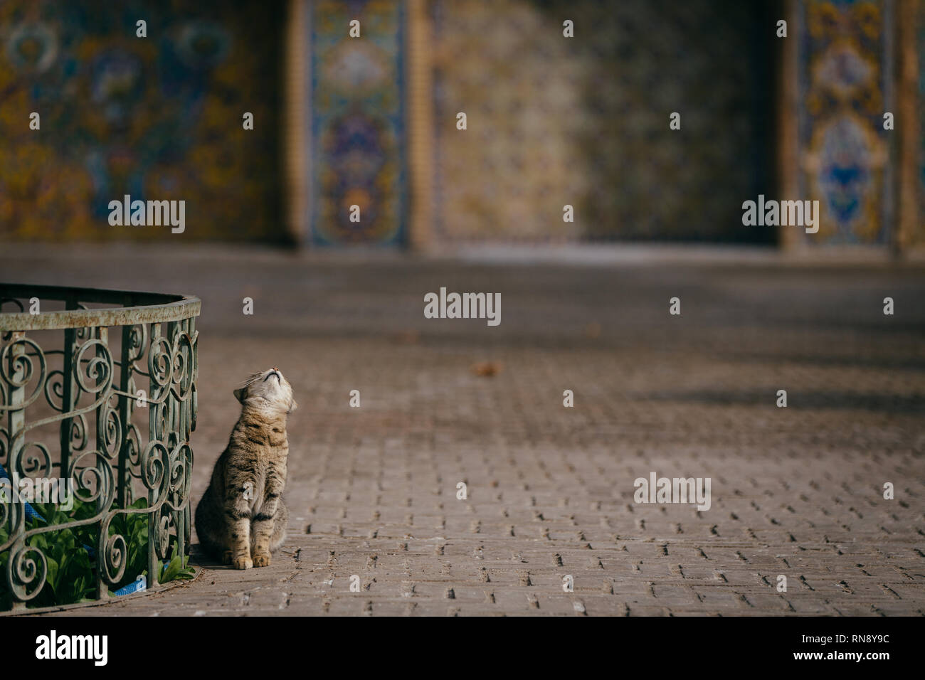 Cat at Golestan Palace in Tehran Stock Photo - Alamy